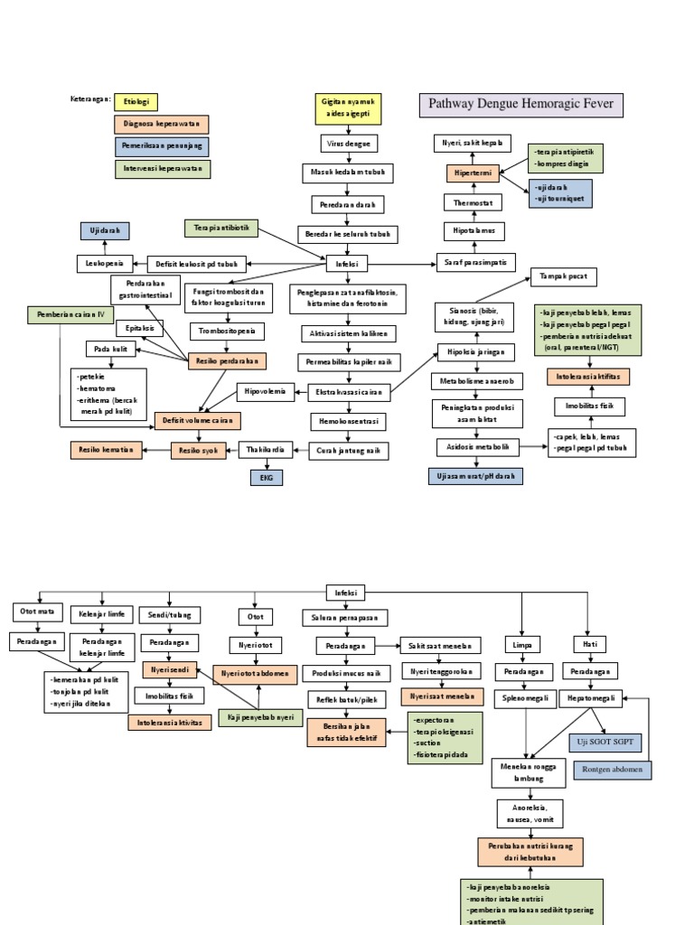 Pathway DHF New | PDF
