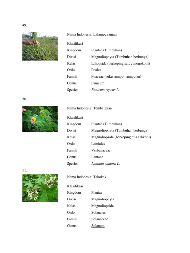 Nama Gulma 49-54 | PDF