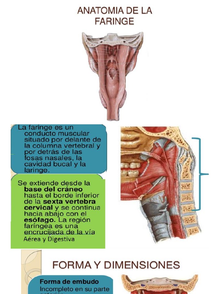 Anatomia de Faringe. | PDF