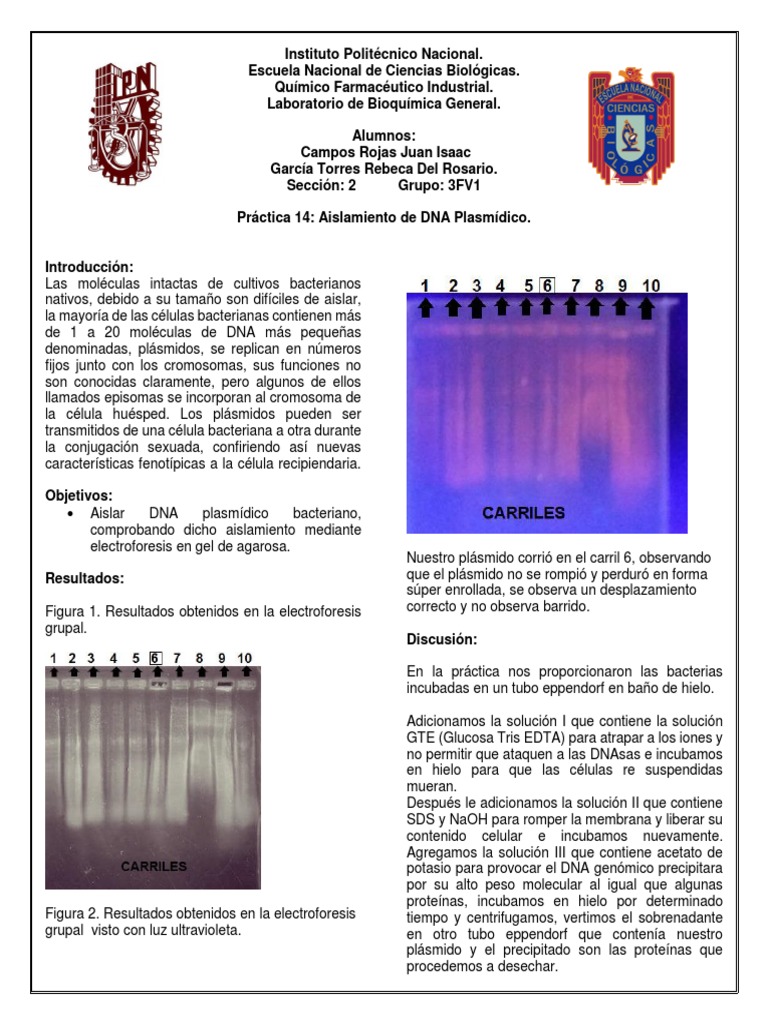 Aislamiento de DNA Plasmídico.docx | Plásmido | Adn
