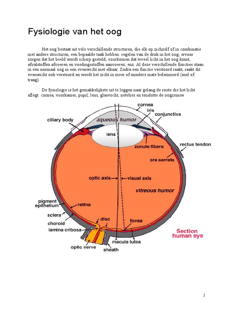 Fysiologie Van Het Oog | Human Eye | Retina