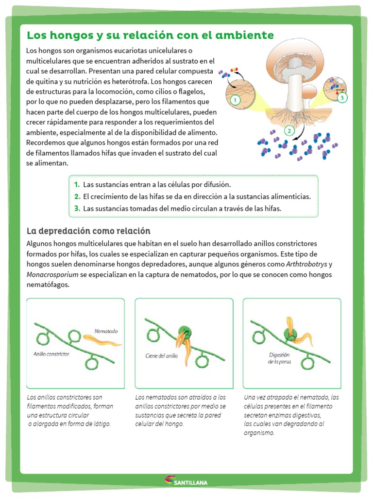 La Funcion de Relacion en Los Hongos