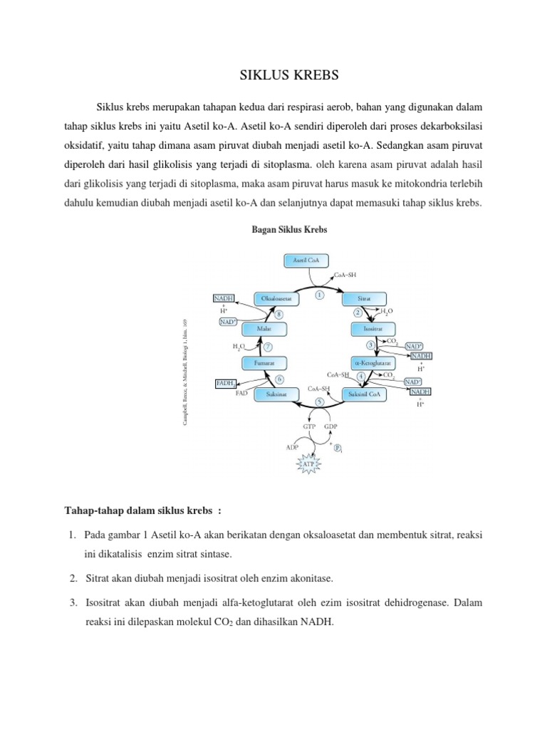 Siklus Krebs | PDF