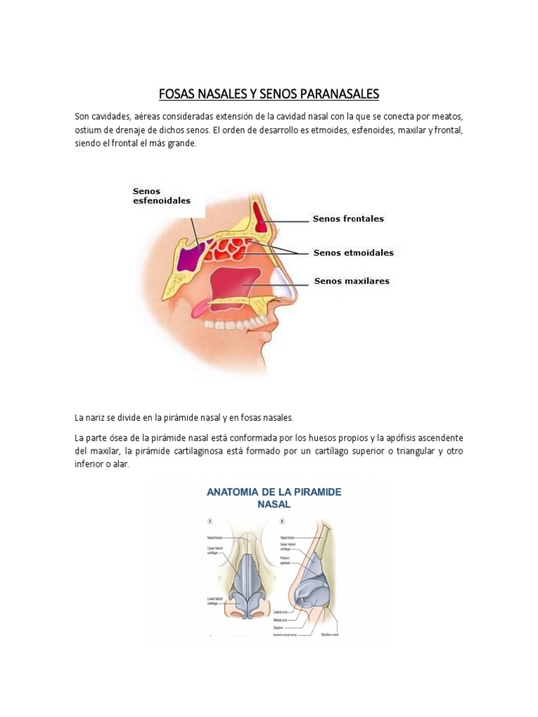 Anatomía y Fisiologia de Otorrinolaringología | PDF | Anatomía humana ...