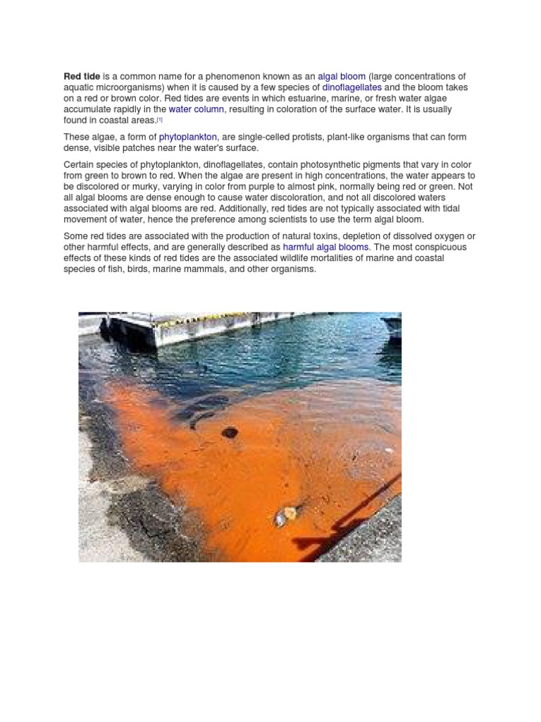 Red Tide Is A Common Name For A Phenomenon Known As An: Algal Bloom ...