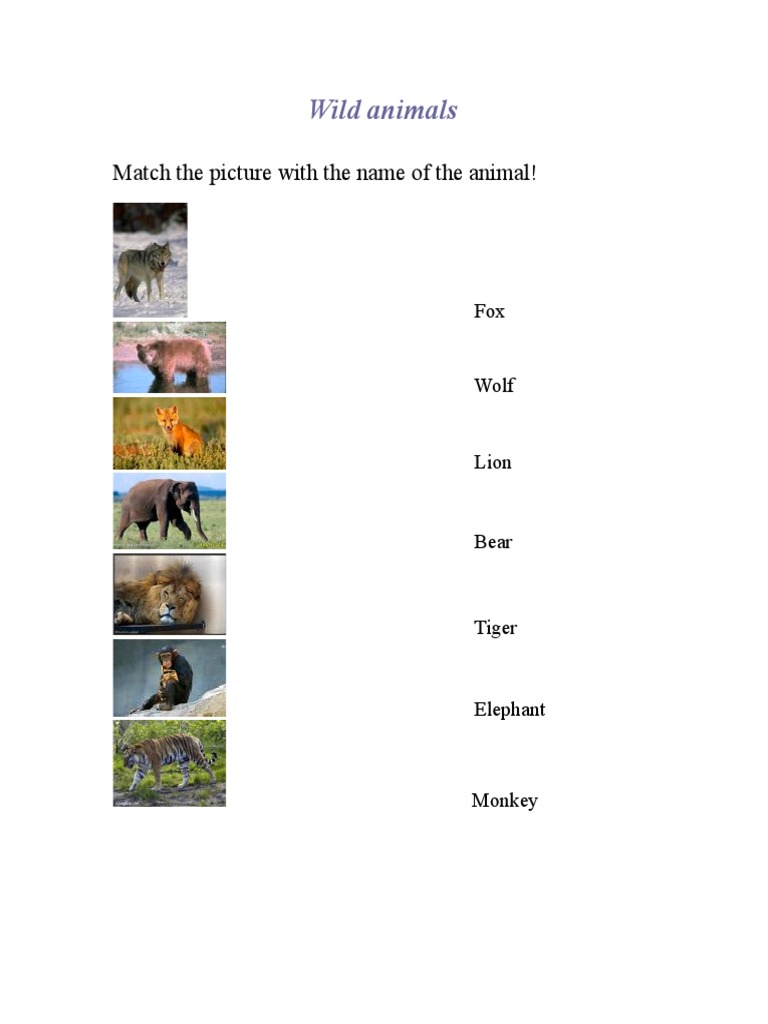 Wild Animals: Match The Picture With The Name of The Animal! | PDF