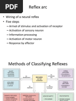 Reflex Arc Flow Chart | PDF | Central Nervous System | Nervous System