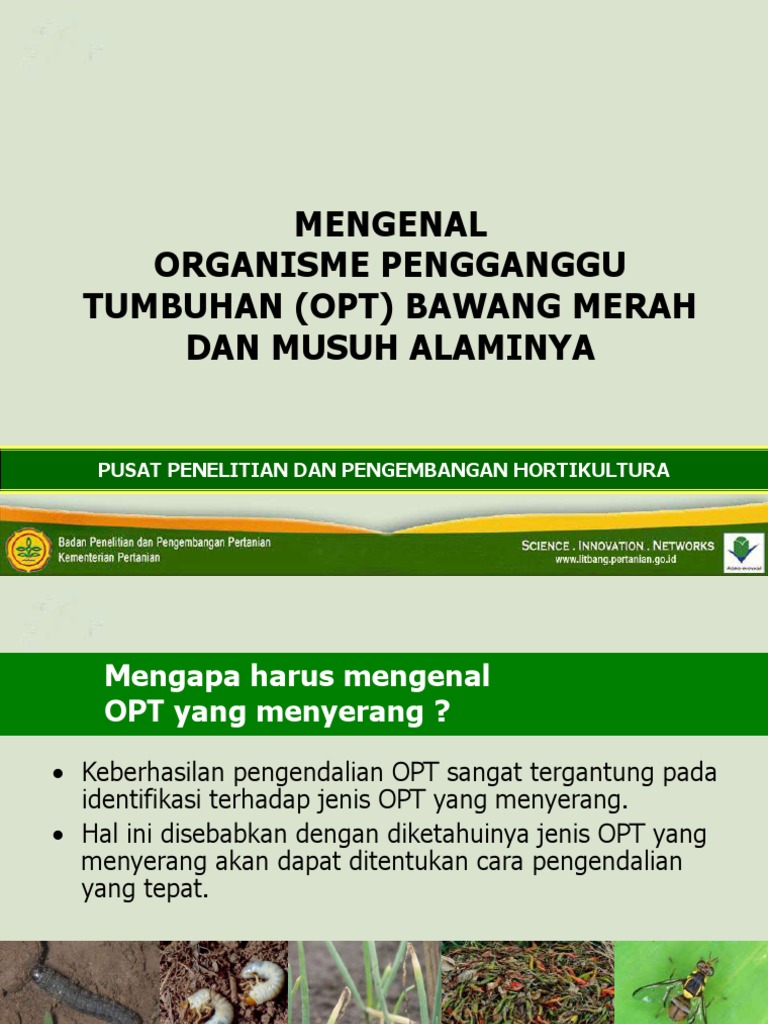 OPT Bawang Merah Dan Musuh Alami | PDF