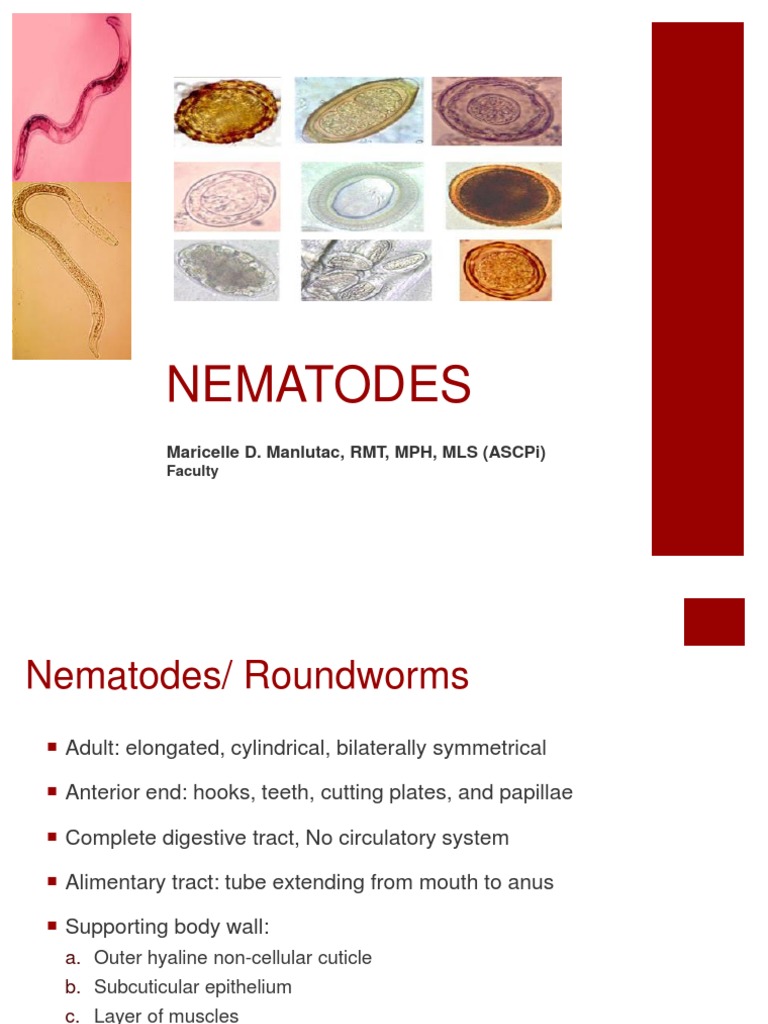 Intestinal Nematodes Maricelle Manlutac | PDF | Nematode | Diseases And ...