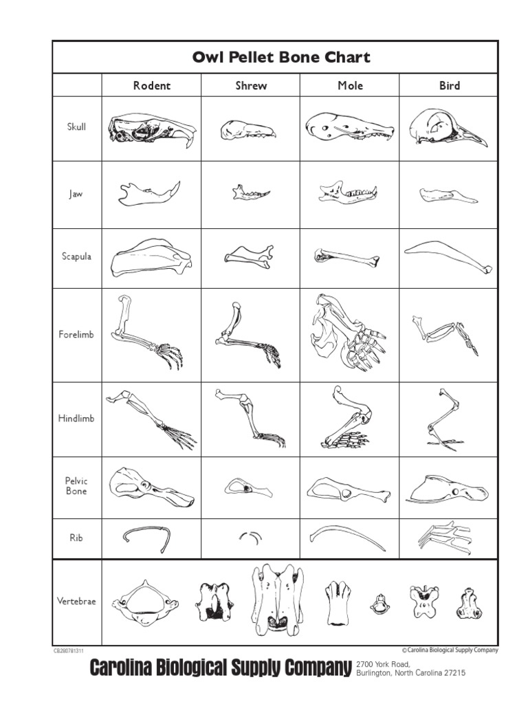 Owl Pellet Bone Char Grid - 2018 | PDF