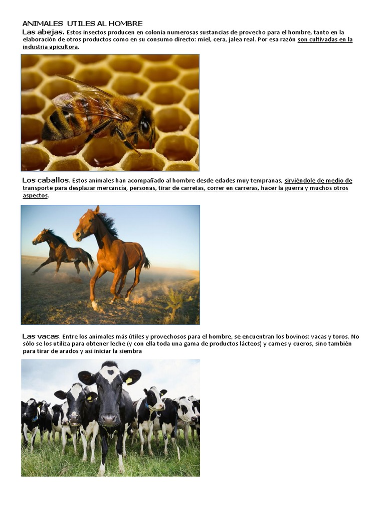 Animales Utiles Al Hombre | PDF | Vacas | Insectos