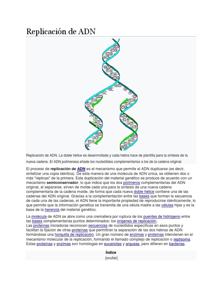 Replicación de ADN | PDF | Replicación De Adn | Adn