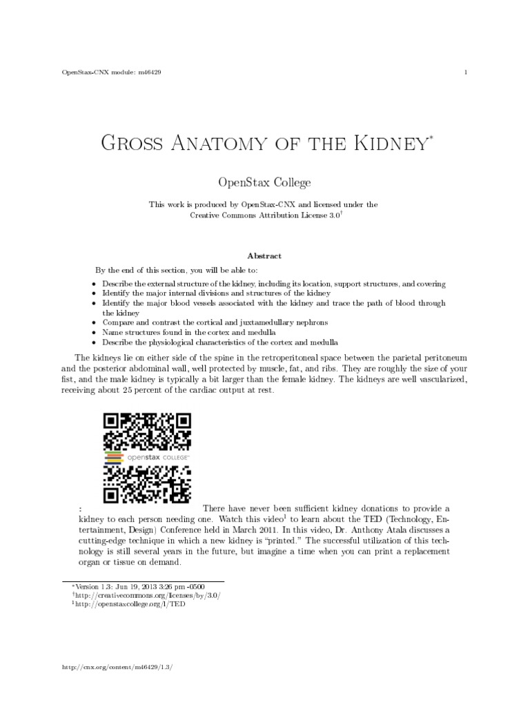 Gross Anatomy of The Kidney 3 | PDF | Kidney | Human Anatomy