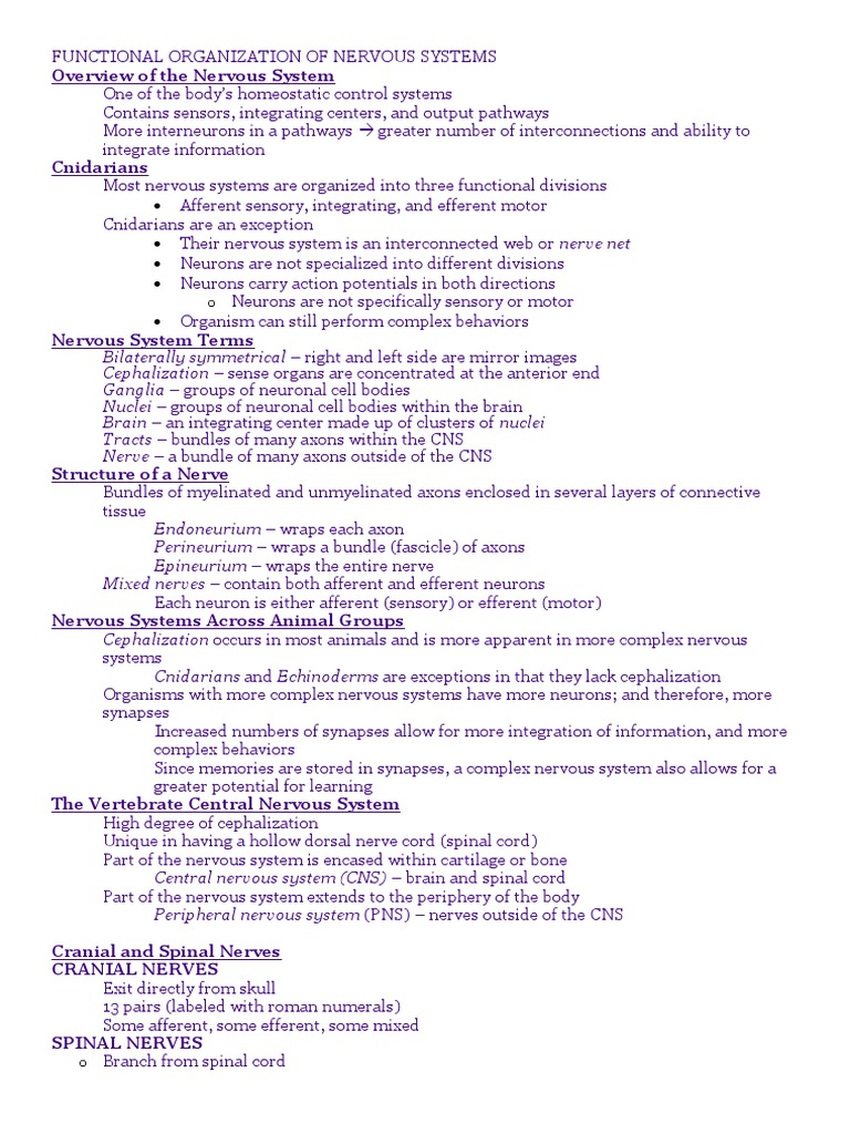 CH 7 Outline | PDF | Central Nervous System | Autonomic Nervous System