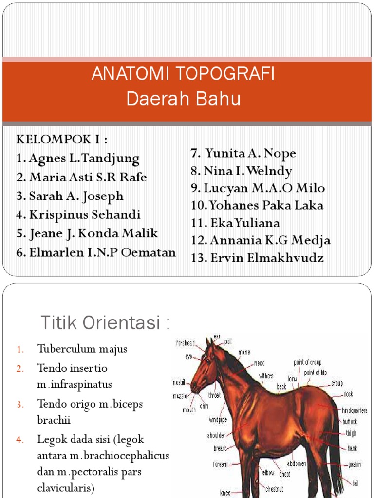 Anatomi Topografi Prsntsi BSK | PDF