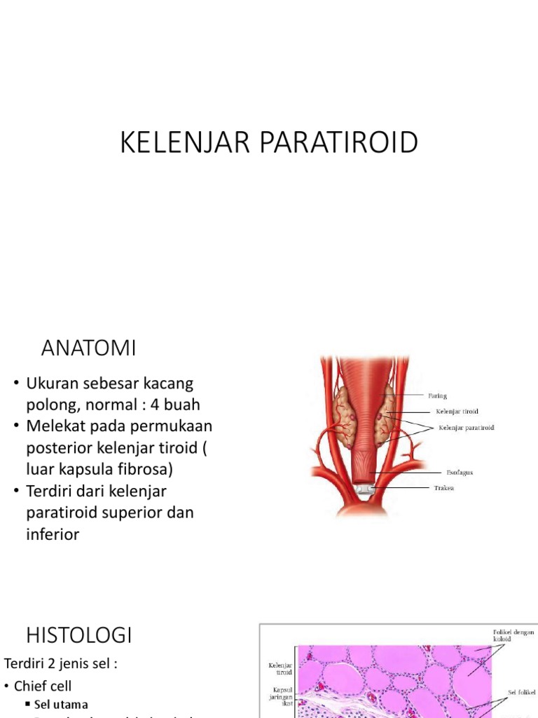Kelenjar Paratiroid | PDF