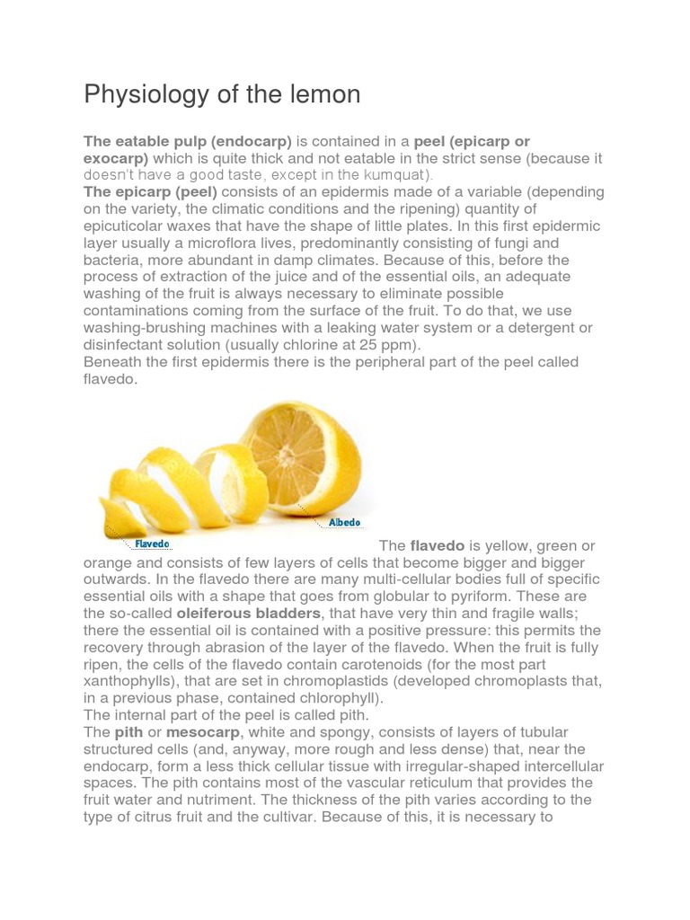 Physiology of The Lemon | PDF | Lemon | Digestion