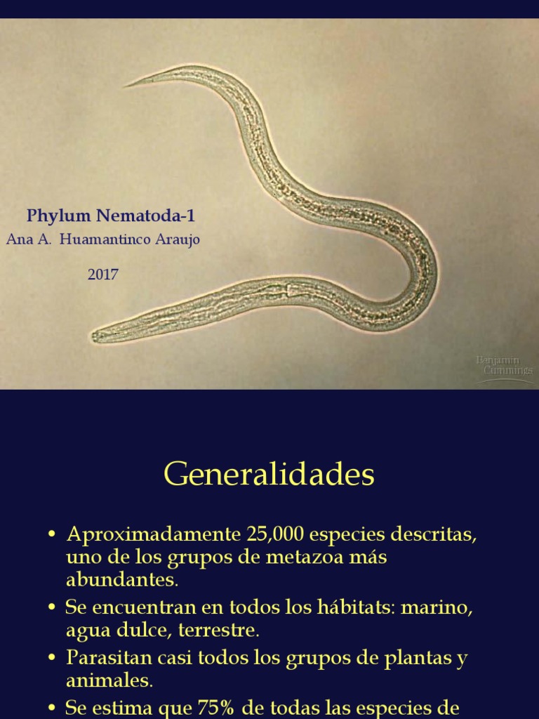 Phylum Nematoda | Descargar gratis PDF | Nematodo | Sistema digestivo humano