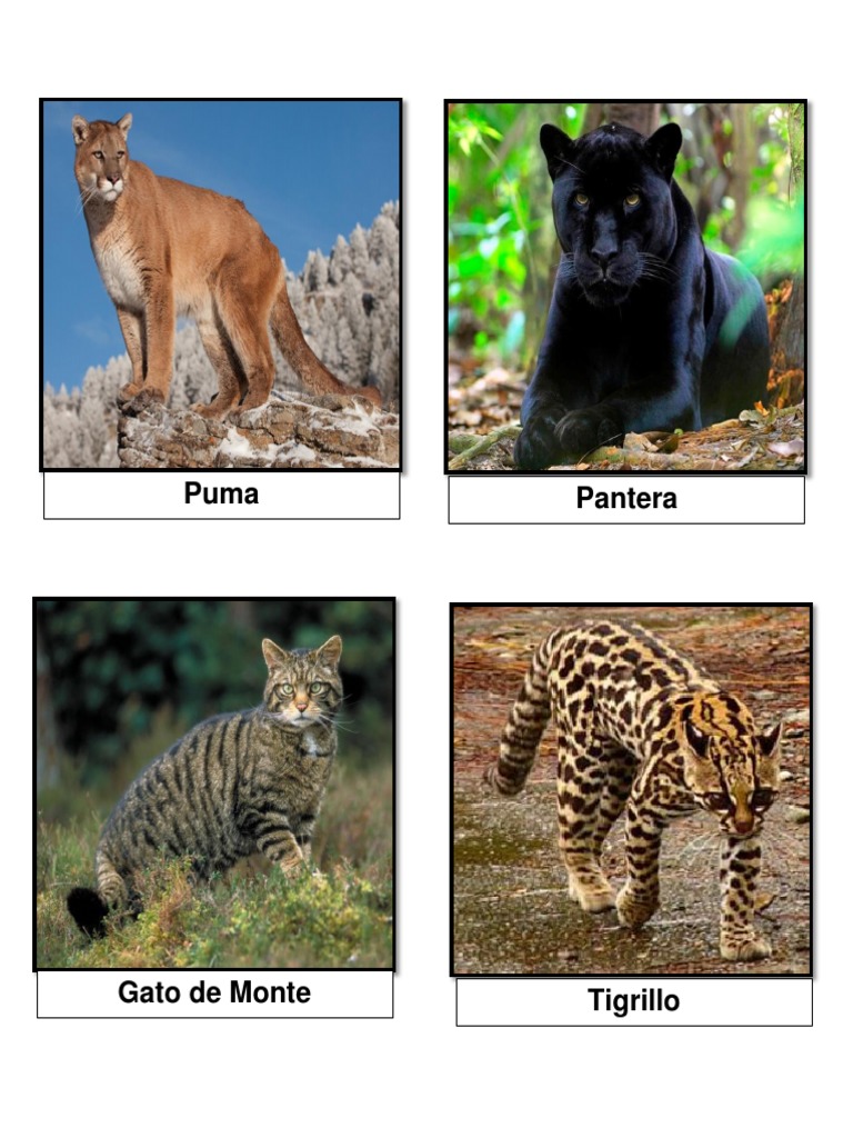 25 Imagenes Animales Salvajes Con Nombre | PDF