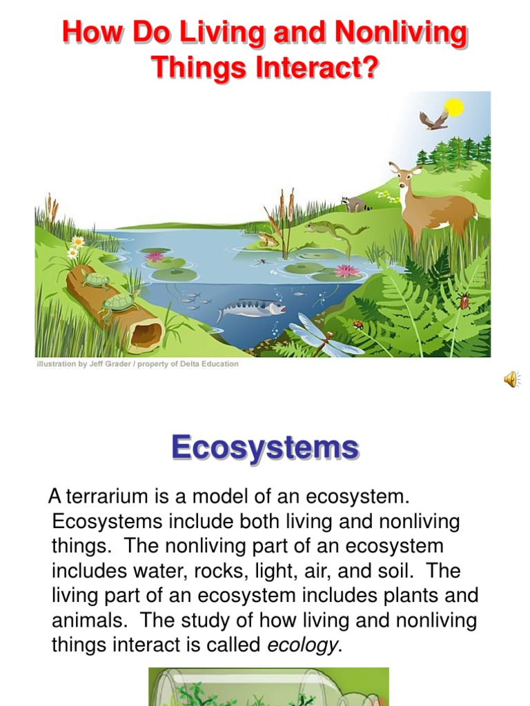 How Do Living and Nonliving Things Interact | PDF