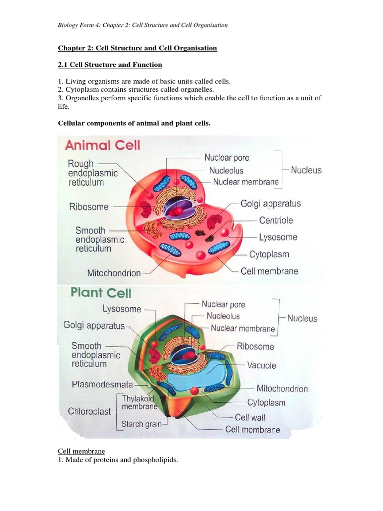 Form 4 Biology Chapter 2 Cell Structure Cell Organisation | PDF | Cell (Biology) | Cell Membrane
