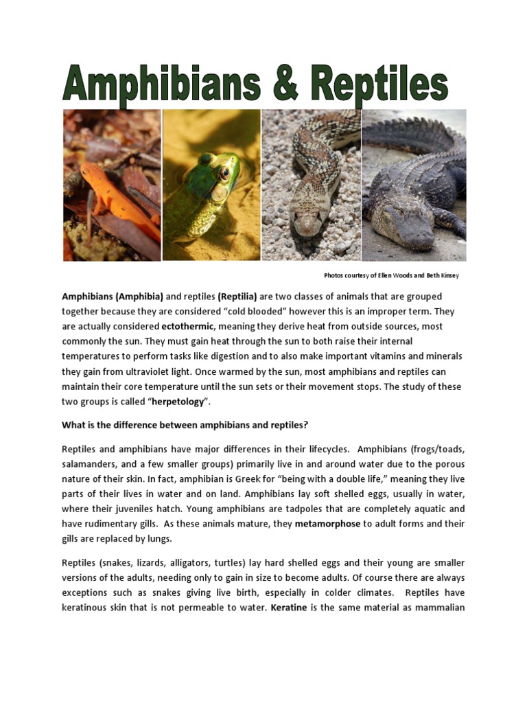 A Comprehensive Guide to Teaching About Amphibians and Reptiles Through ...
