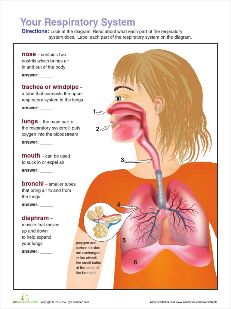Grade 6 Respiratory System Diagram | PDF