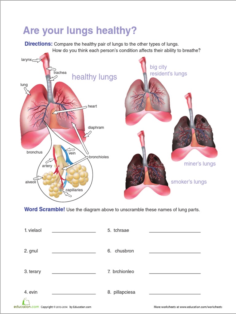 Worksheet | Download Free PDF | Lung | Animal Anatomy