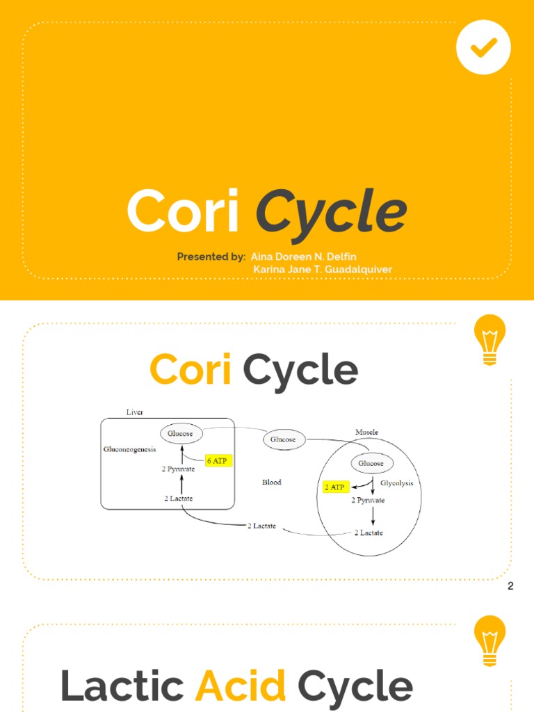 Cori Cycle | PDF | Glycolysis | Biochemistry