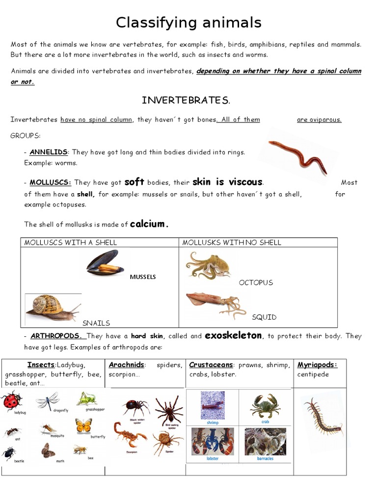 Classifying Animals | PDF | Invertebrate | Amphibian