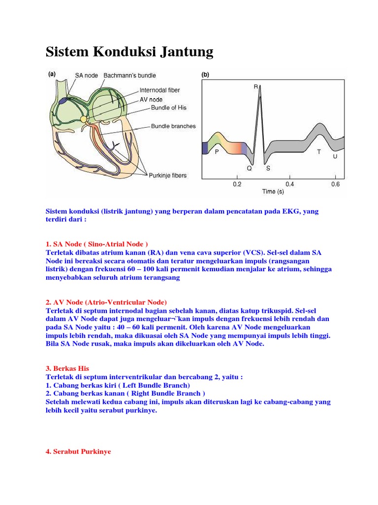 Konduksi Jantung | PDF