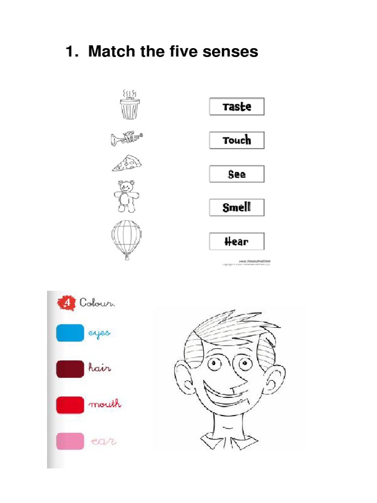Match The Five Senses | PDF