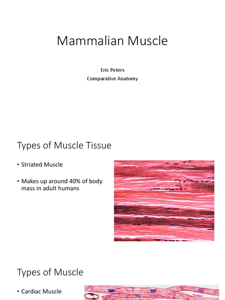 Mammalian Muscle: Eric Peters Comparative Anatomy | PDF | Wellness ...