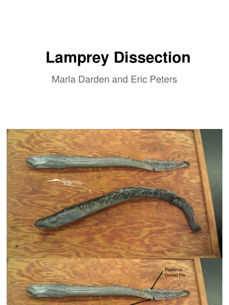 Lamprey Dissection: Marla Darden and Eric Peters | PDF