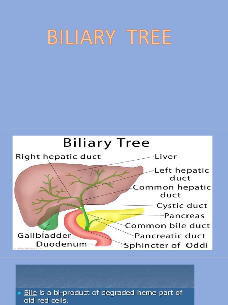 Biliary Tree | PDF | Bile | Gallbladder