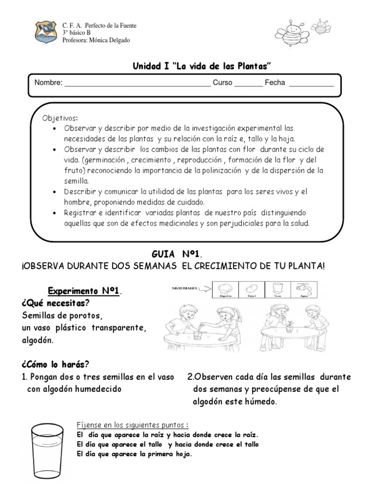 Guia de Las Plantas Estructura y Funcion de Las Partes de Las Plantas ...