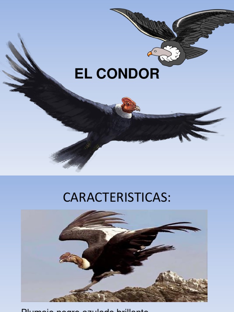 El Condor | PDF