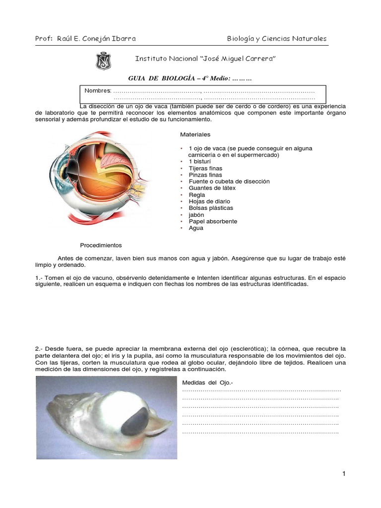 Hoja De Trabajo De Disección De Feto De Cerdo Primerizas: Tips Para