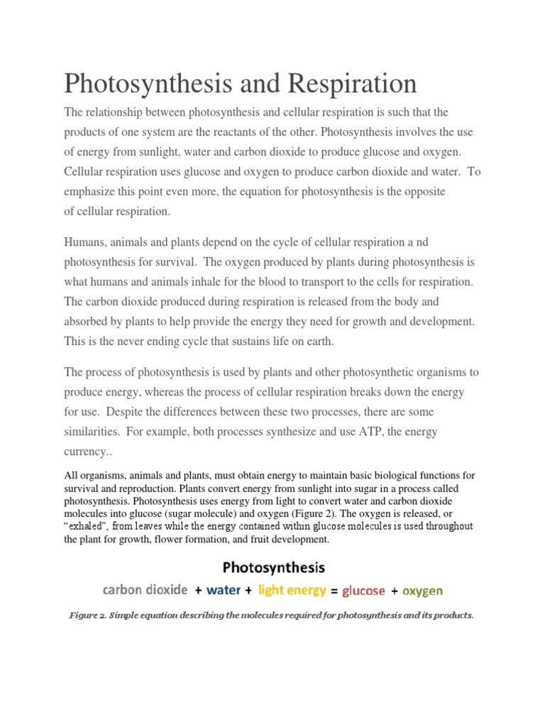 Photosynthesis and Respiration | PDF | Photosynthesis | Leaf