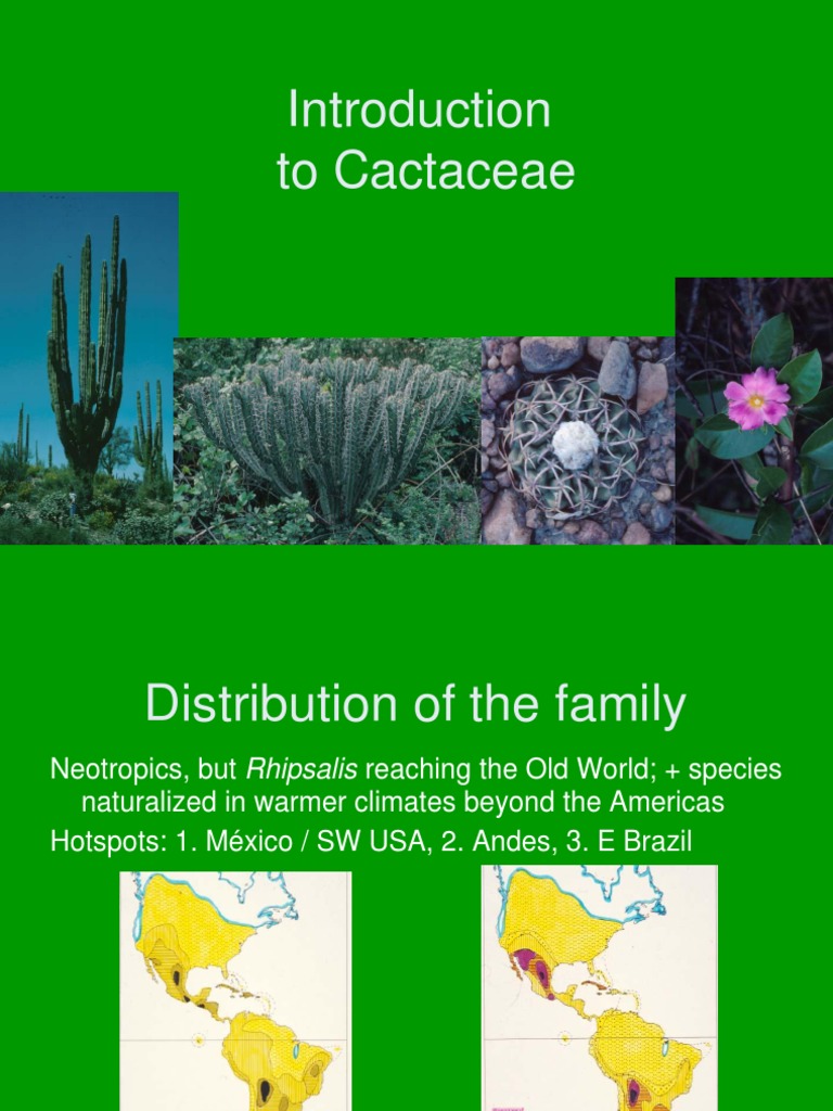 Intro To Cactaceae | PDF | Botany | Branches Of Botany