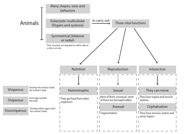 Animals Classification - Biology 1 Eso | PDF | Science & Mathematics