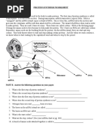 Snorks Activity Revised | PDF | Translation (Biology) | Gene