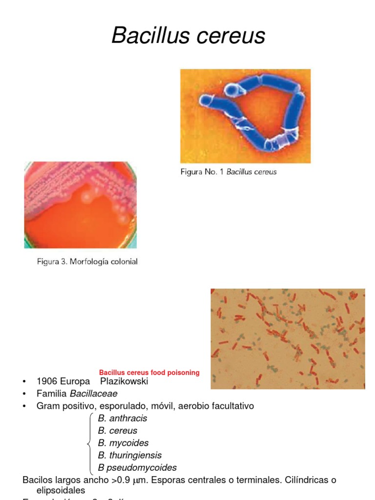Bacillus Cereus | PDF | Bacilo | Bienestar