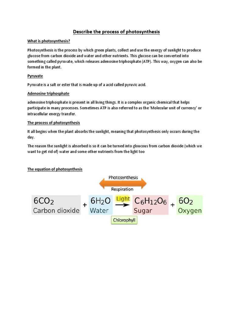 Photosynthesis Explained for Students | PDF | Photosynthesis | Cellular ...