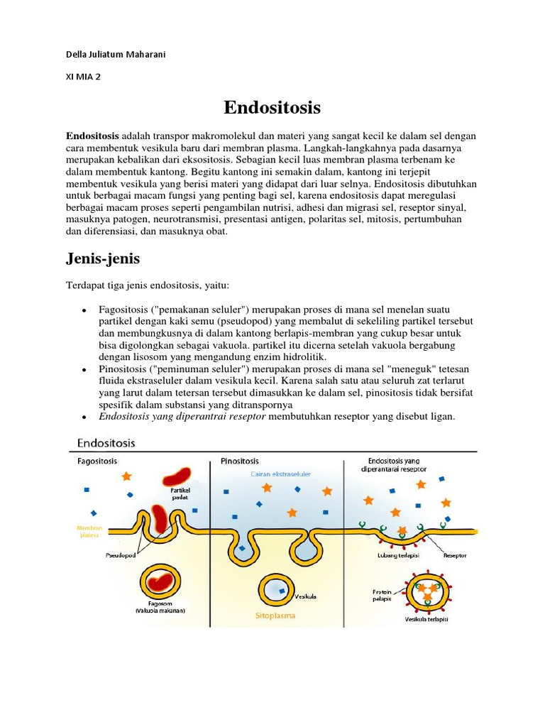 Endositosis | PDF | Ilmu Sosial | Kesehatan Holistik