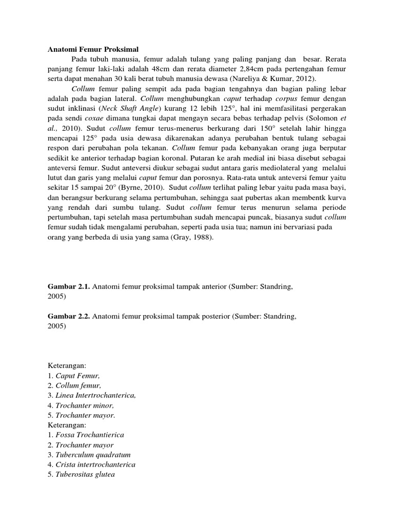 Anatomi Femur Proksimal | PDF