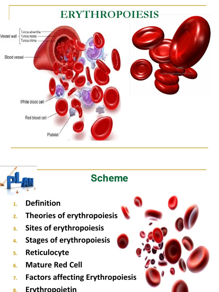 erythropoiesis-150731072608-lva1-app6891 | Red Blood Cell | Haematopoiesis