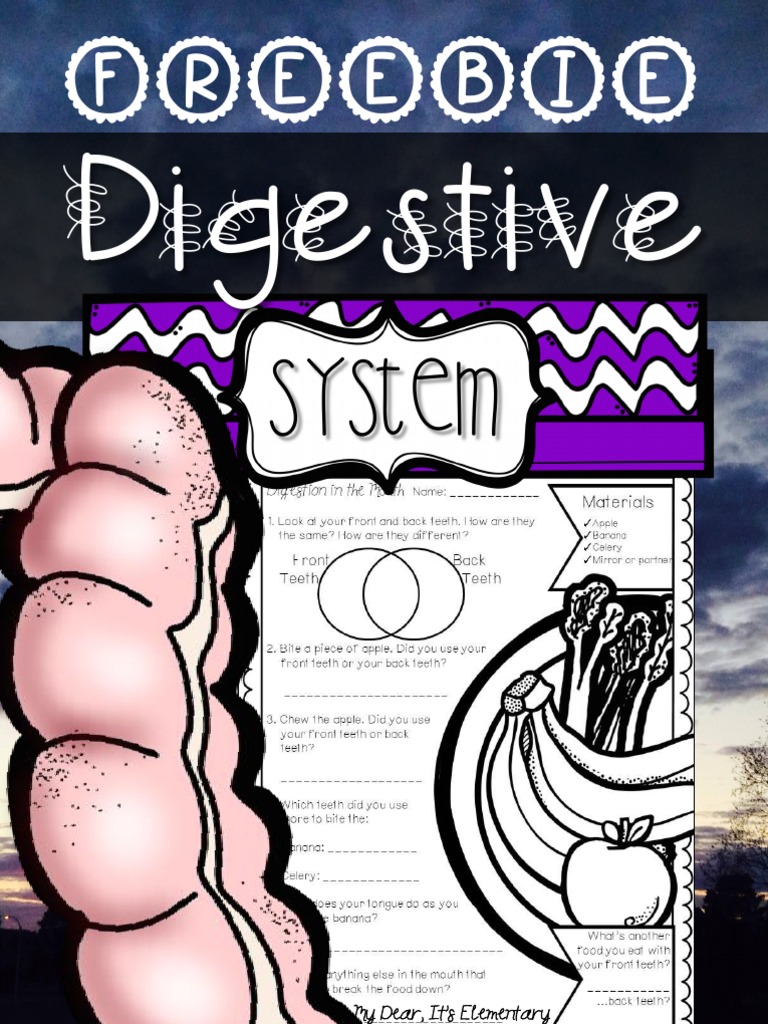 The Human Body Digestive System Freebie | PDF
