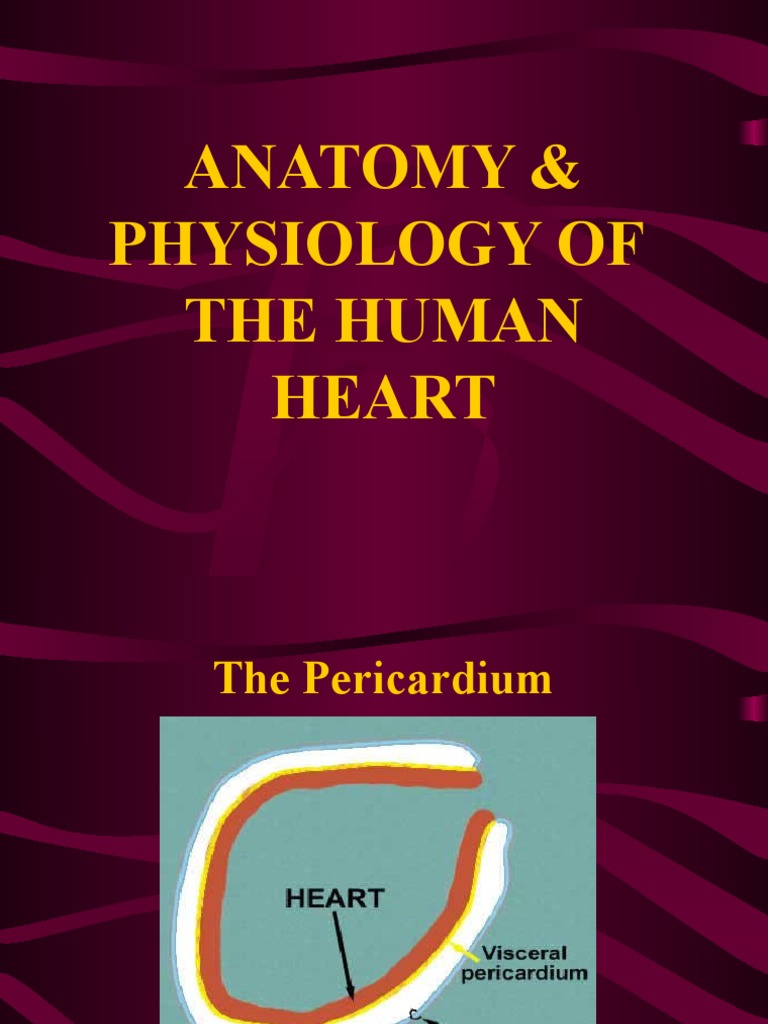 Anatomy of The Heart | PDF | Heart | Heart Valve