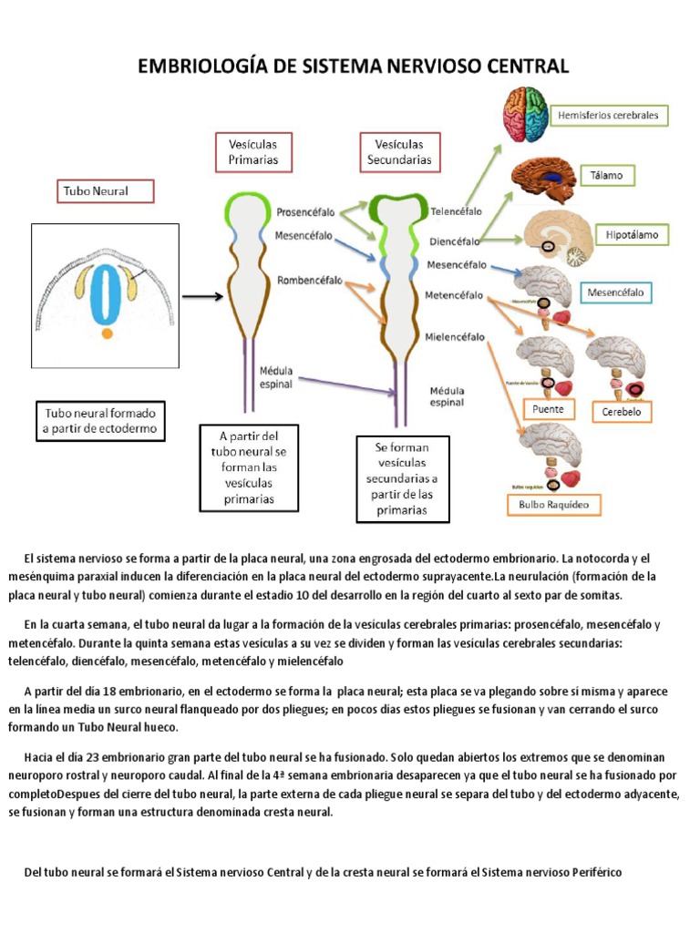 El Sistema Nervioso Se Forma A Partir de La Placa Neural | PDF ...
